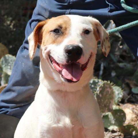 Dog for adoption - Wishbone JuM, a Beagle & Bull Terrier Mix in Memphis ...