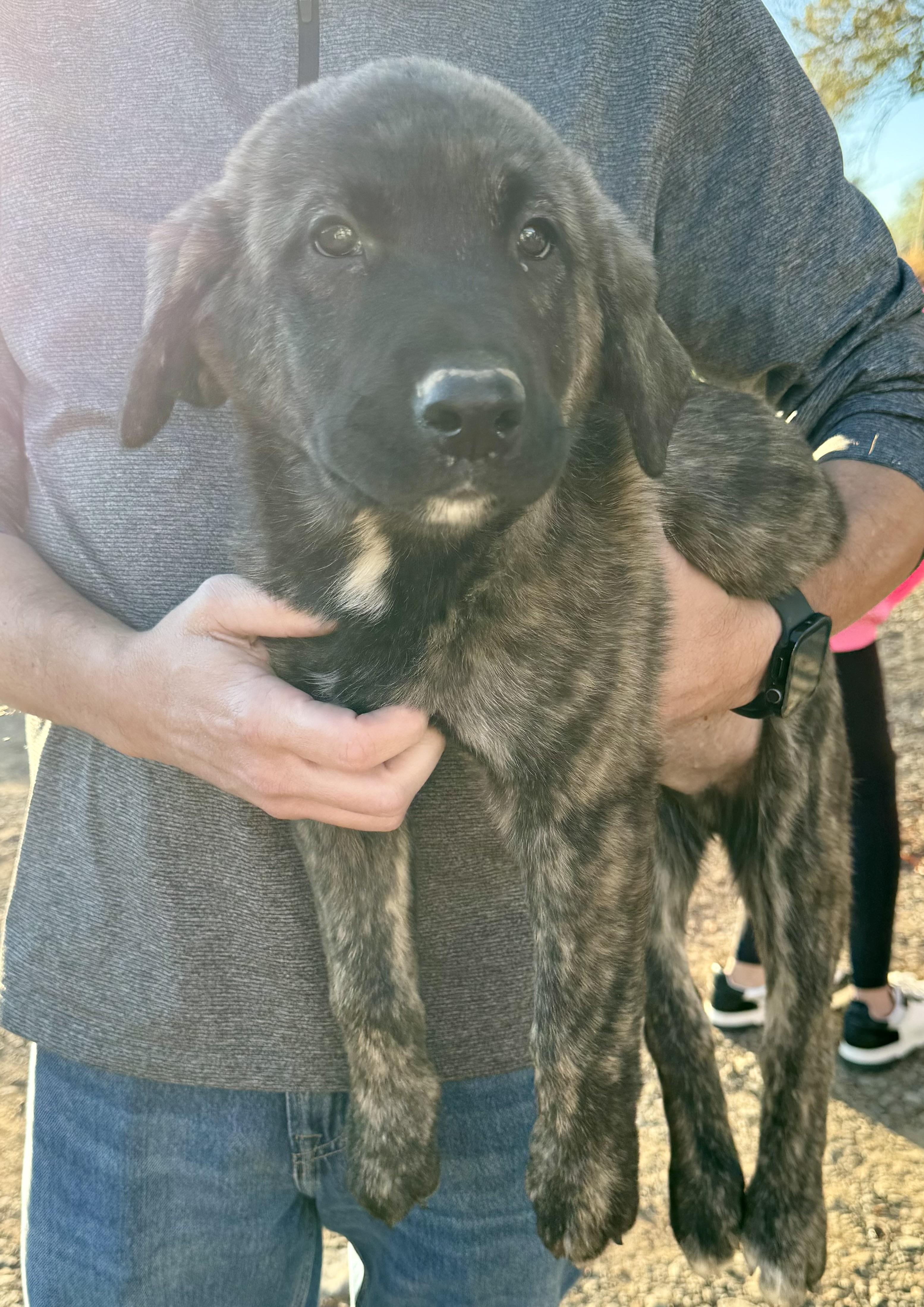 Dog for adoption - Stevie, a Great Pyrenees & Poodle Mix in East ...