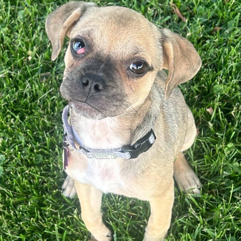 Dog for adoption - Tulip, a Puggle Mix in Cedar Rapids, IA | Petfinder