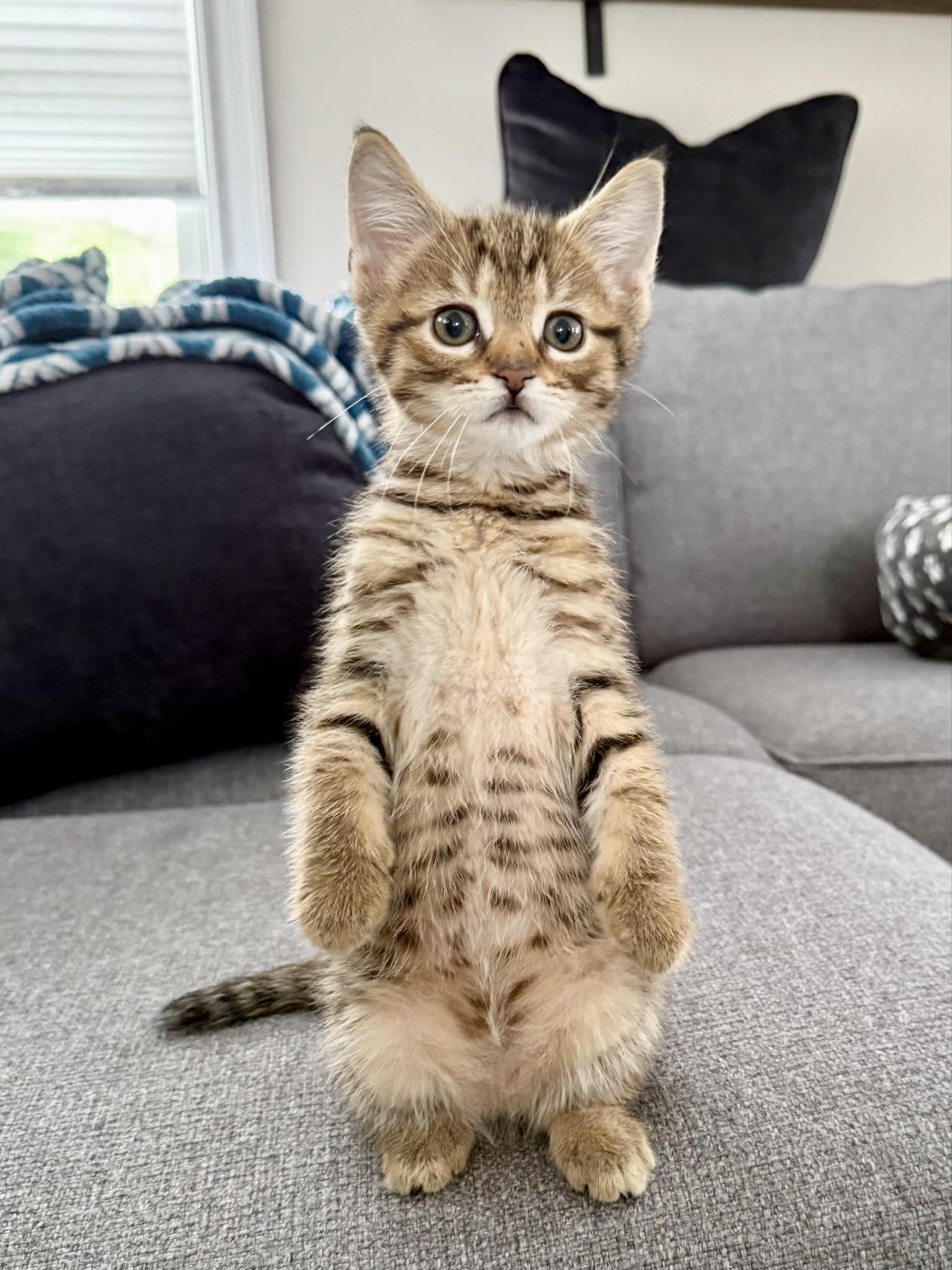 Cat for adoption - Airhead is our goofy delight! So tiny LOVES LOVES ...