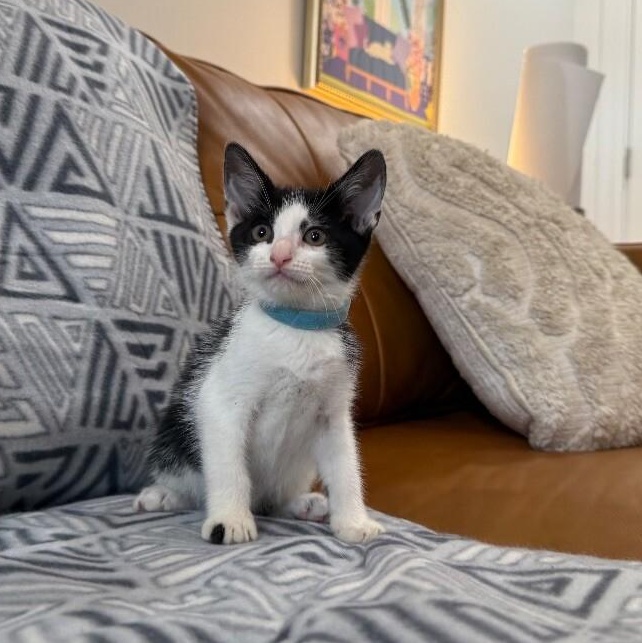 Cat for adoption - Brie Cheese, a Domestic Short Hair Mix in Richmond ...