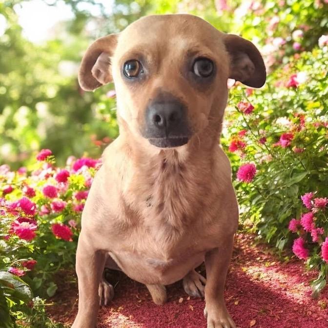 Dog for adoption - CANELA (bonded w/Canelo), a Chihuahua Mix in ...