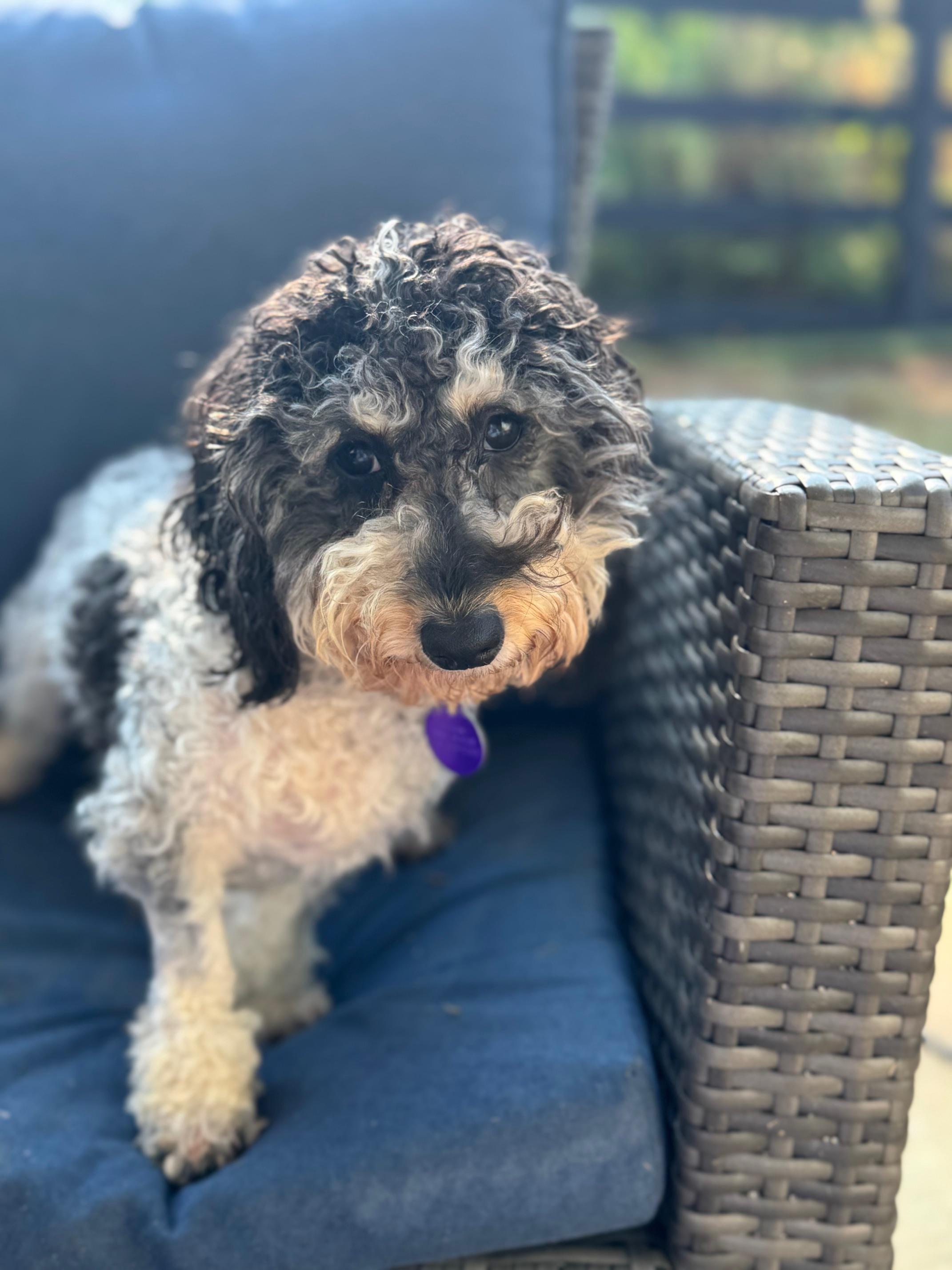 Dog for adoption - Nala, a Cavapoo Mix in Atlanta, GA | Petfinder