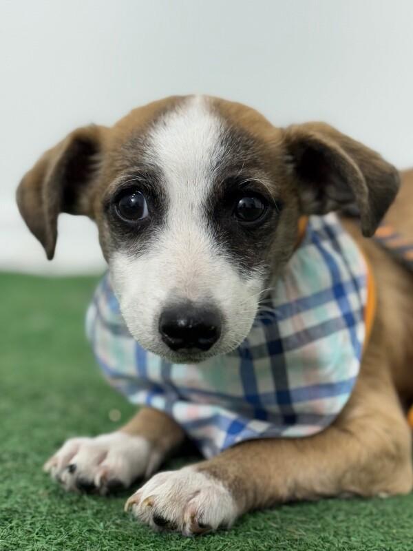 Dog for adoption - Teddy, a Jack Russell Terrier & Chihuahua Mix in ...