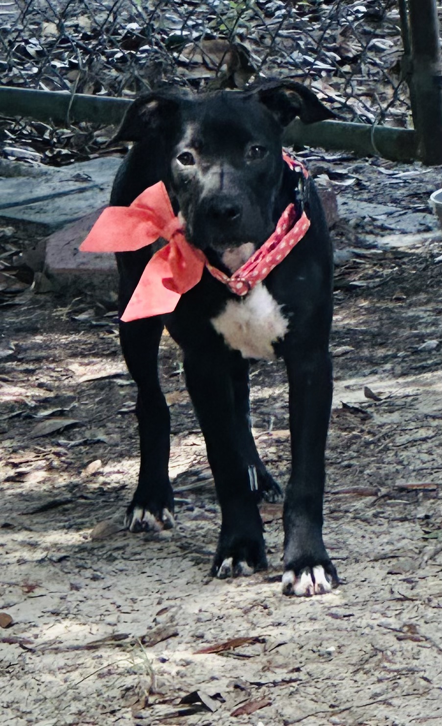 Dog for adoption - Stella, a Black Labrador Retriever & American ...