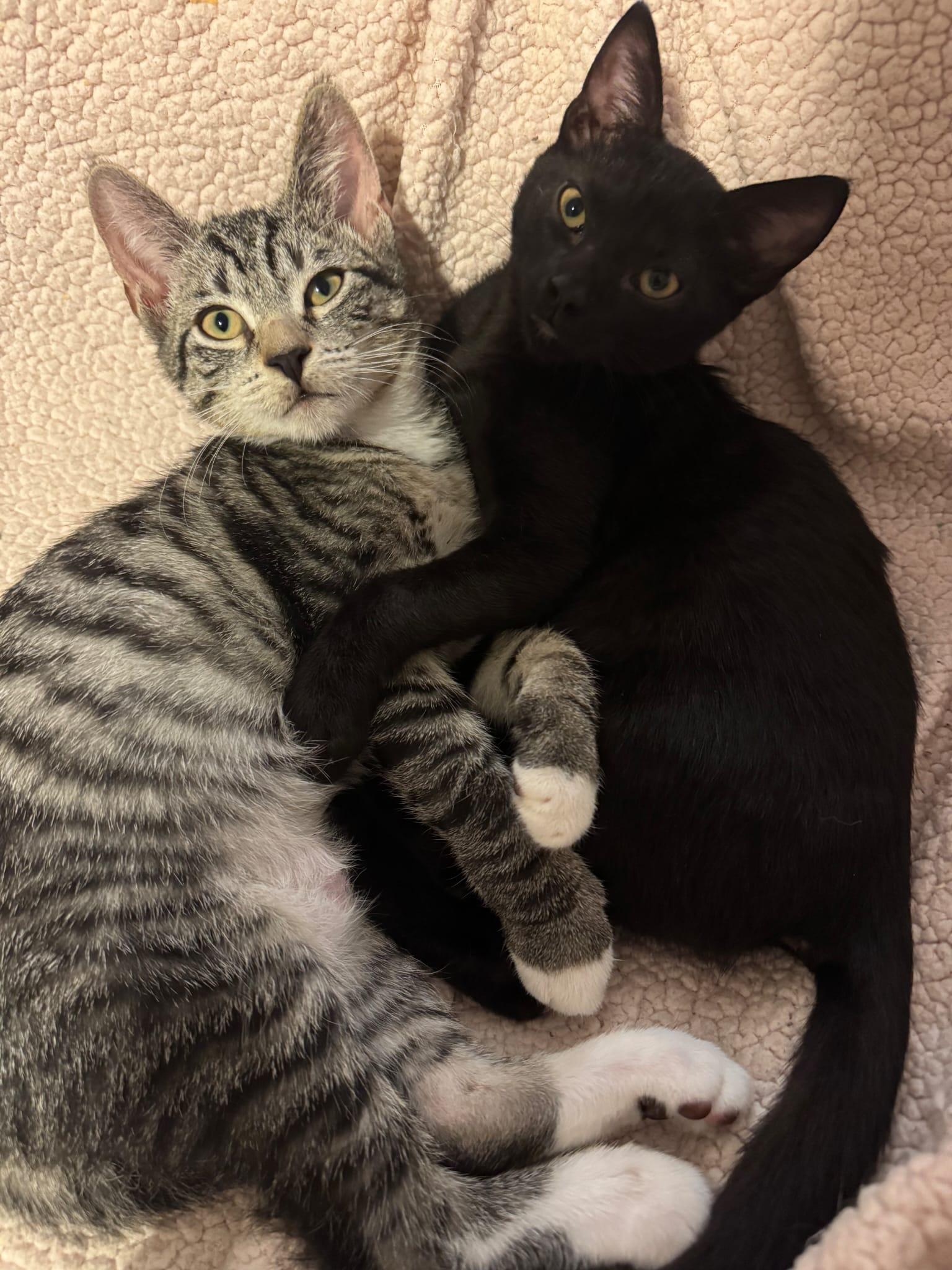 Cat for adoption - Manuel & Naevia, a Domestic Short Hair in ...