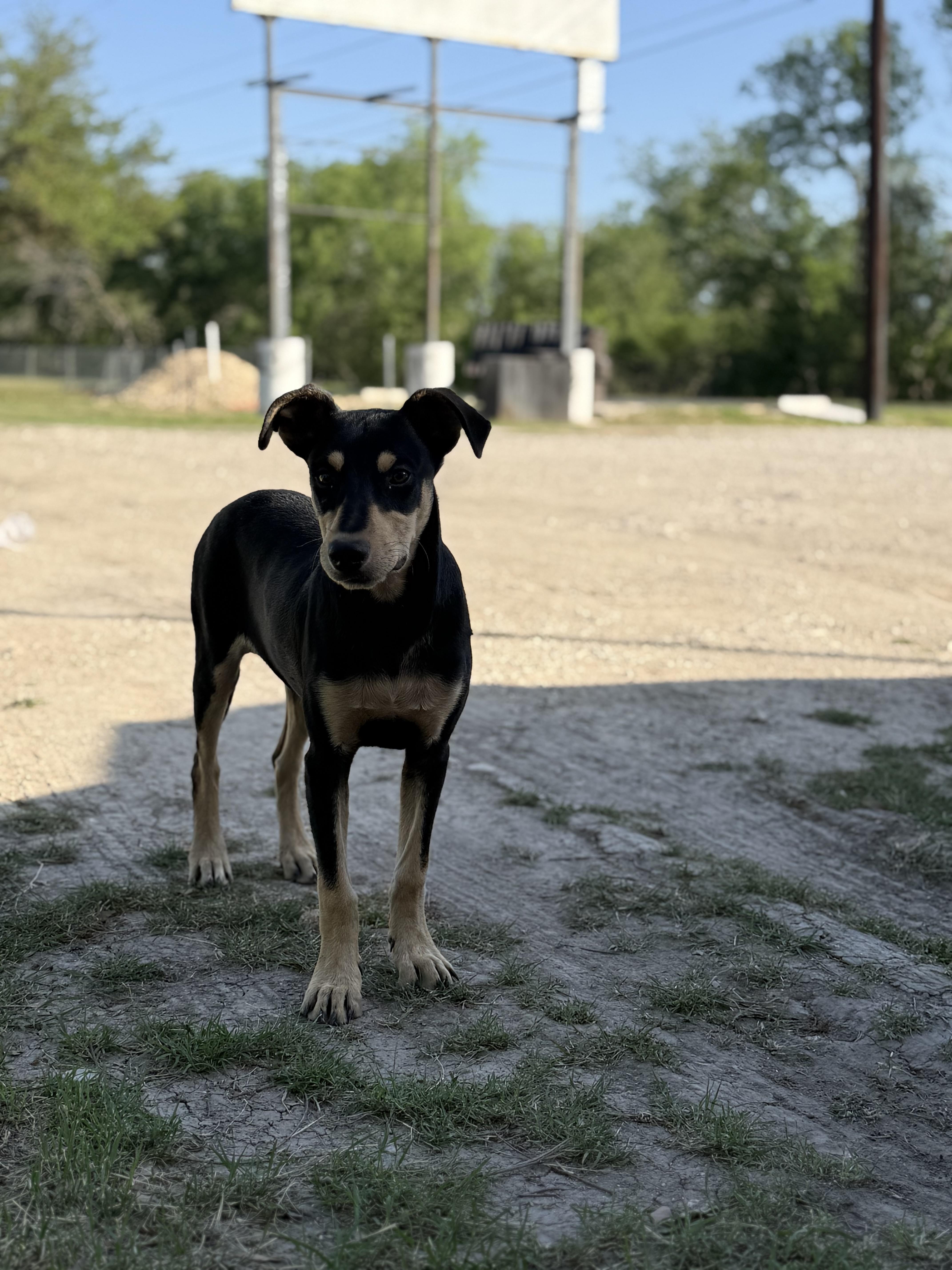 Dog for adoption - Chelada, a Hound Mix in Springfield, OR | Petfinder