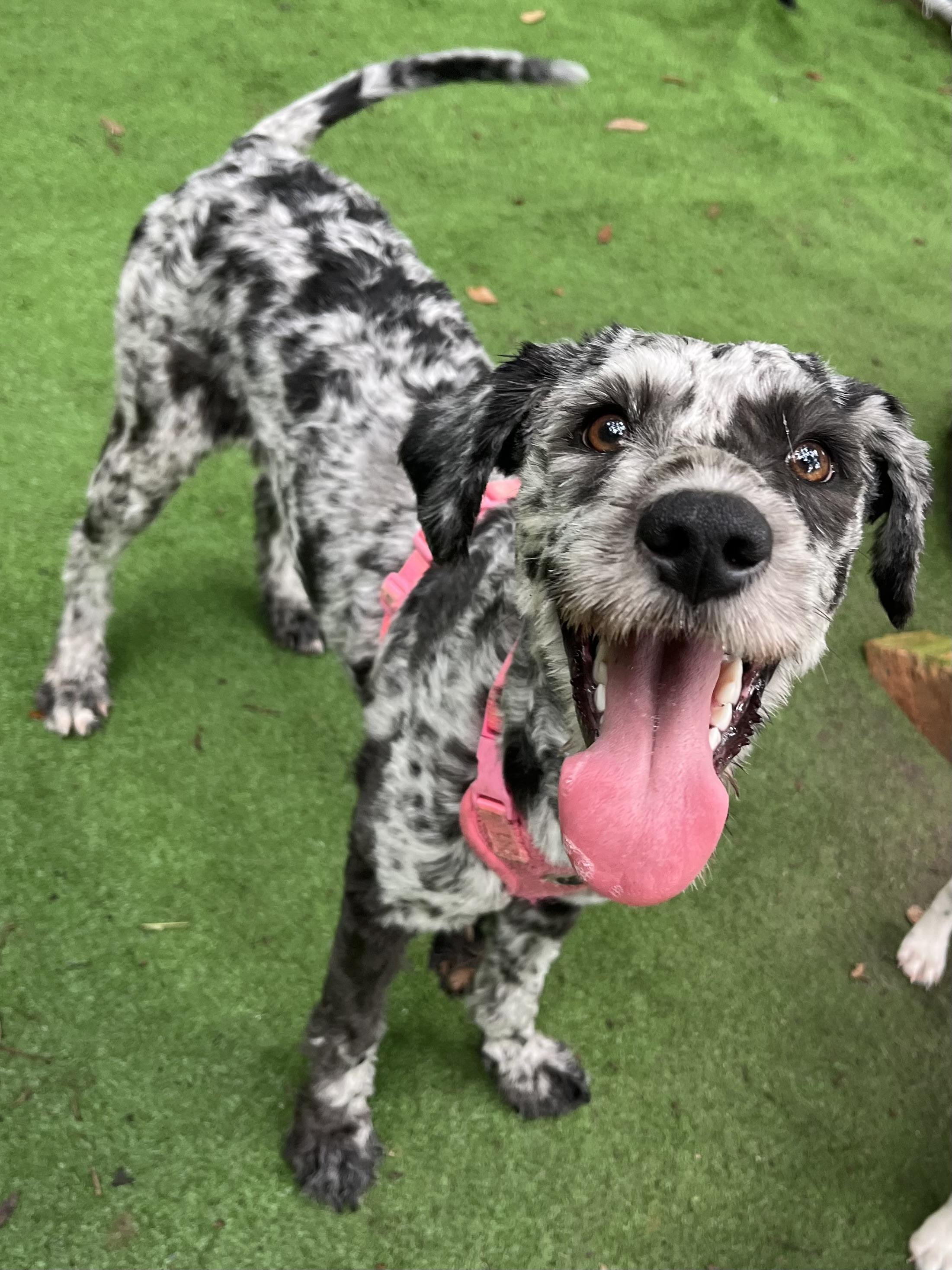 Dotti - Adoptable Pet | Petfinder | Petfinder