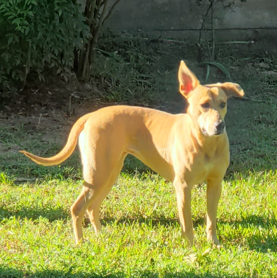 Dog for adoption - Ditto, a Labrador Retriever Mix in Hershey, PA ...