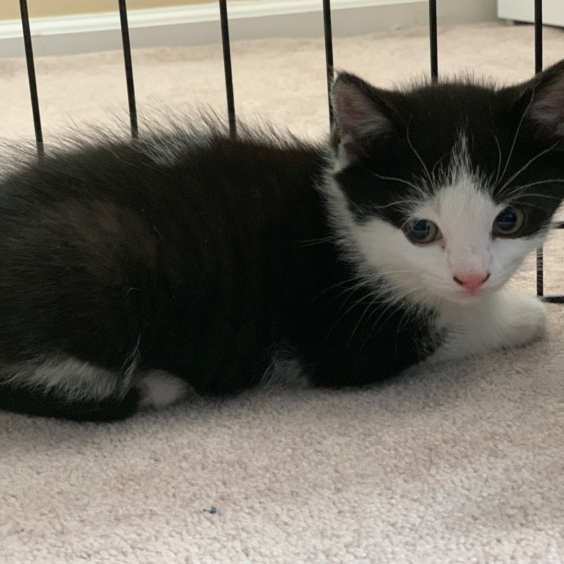 Cat for adoption - Andrew, a Domestic Short Hair in Turnersville, NJ ...