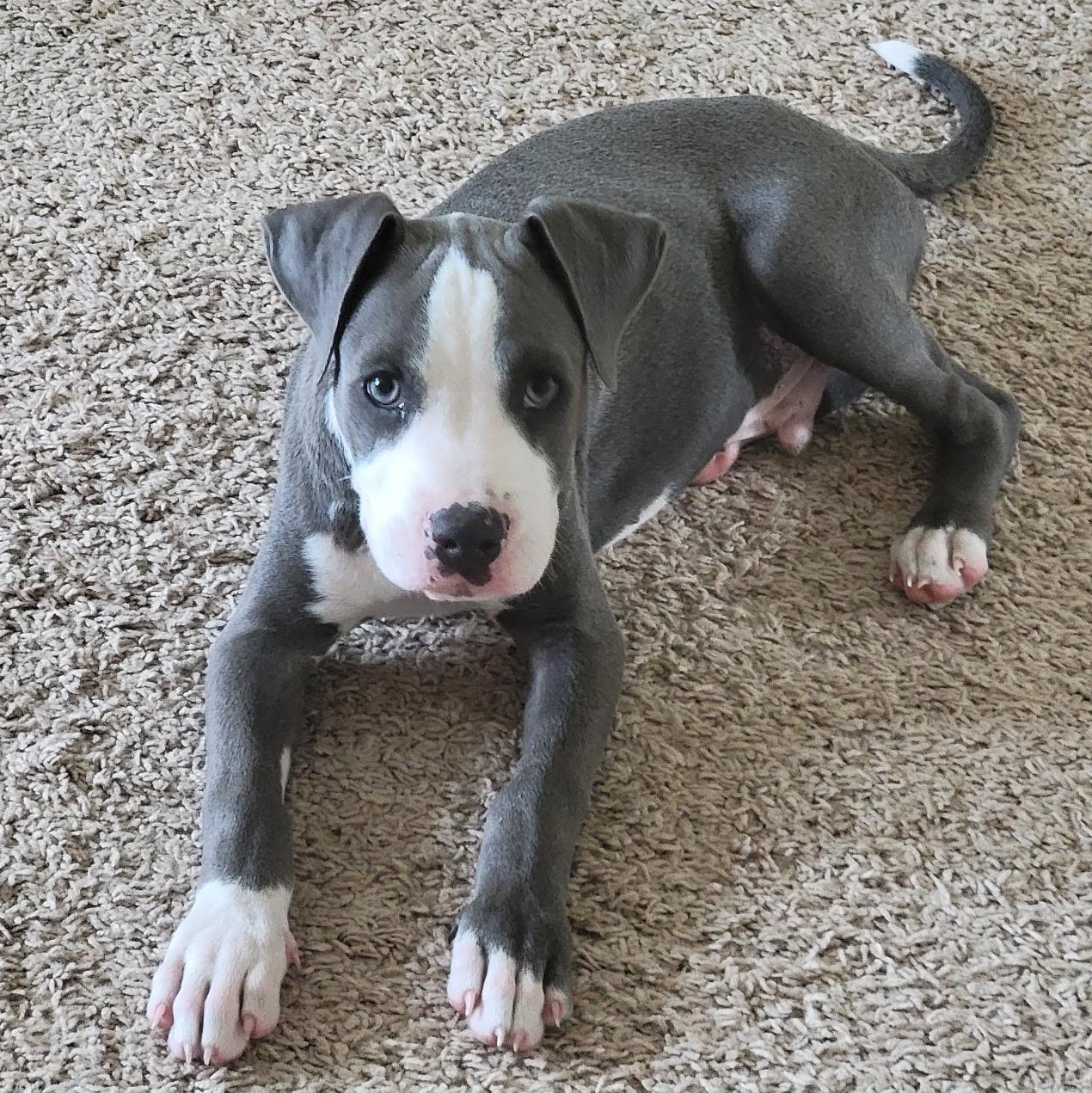 Dog for adoption - Trey, a Pit Bull Terrier Mix in PUTNAM, CT | Petfinder