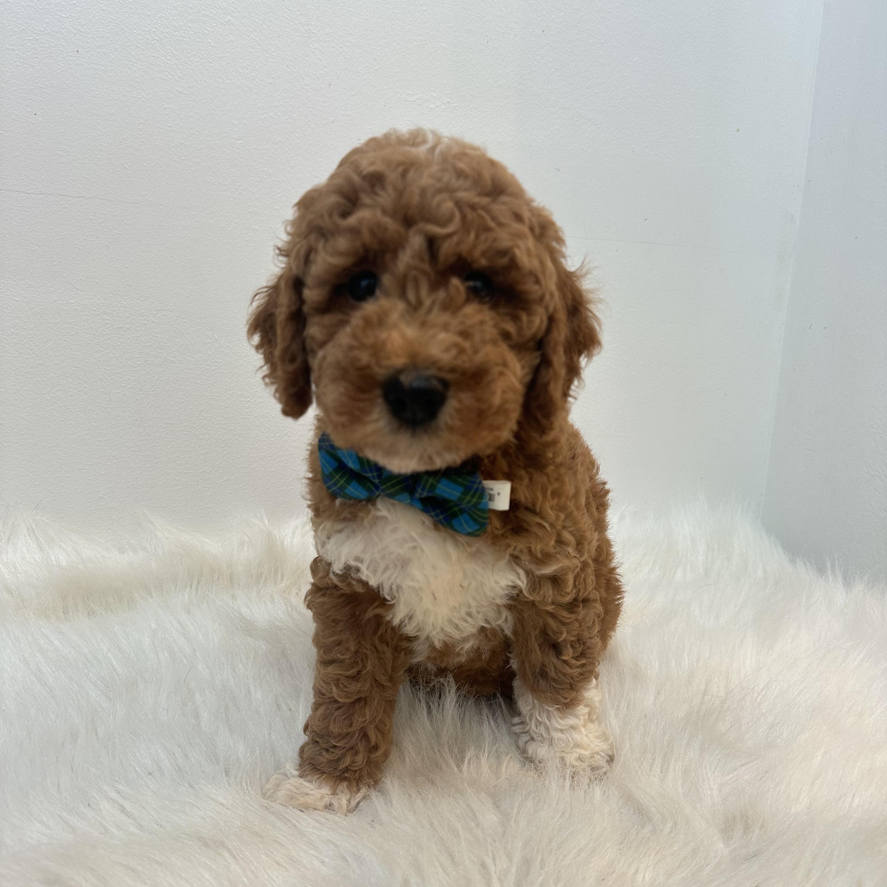 Dog for adoption - Buddy Bear, a Bernadoodle in Wrightstown, NJ | Petfinder