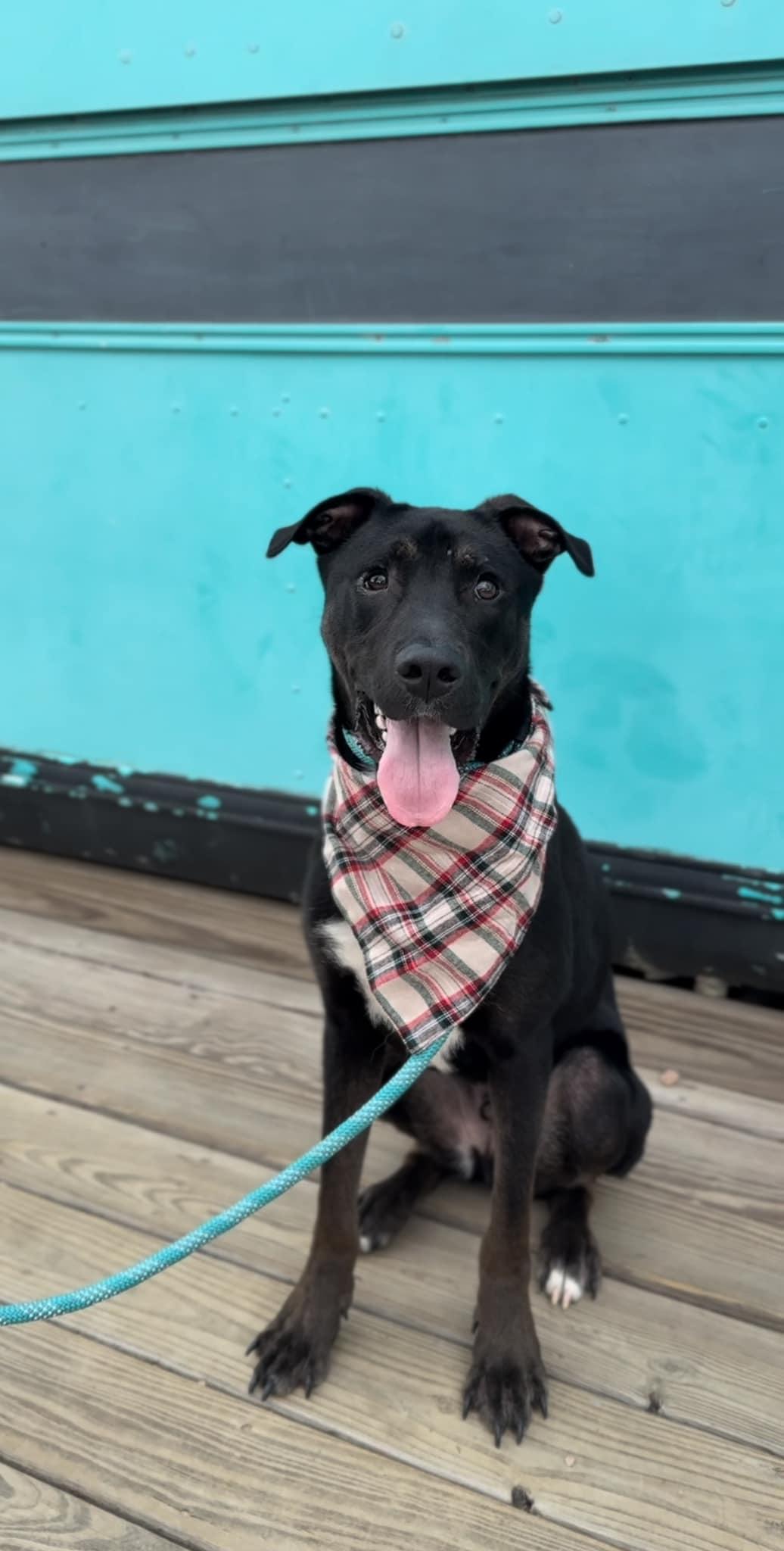 Dog for adoption - Sweets, a Black Labrador Retriever Mix in Bensalem, PA | Petfinder