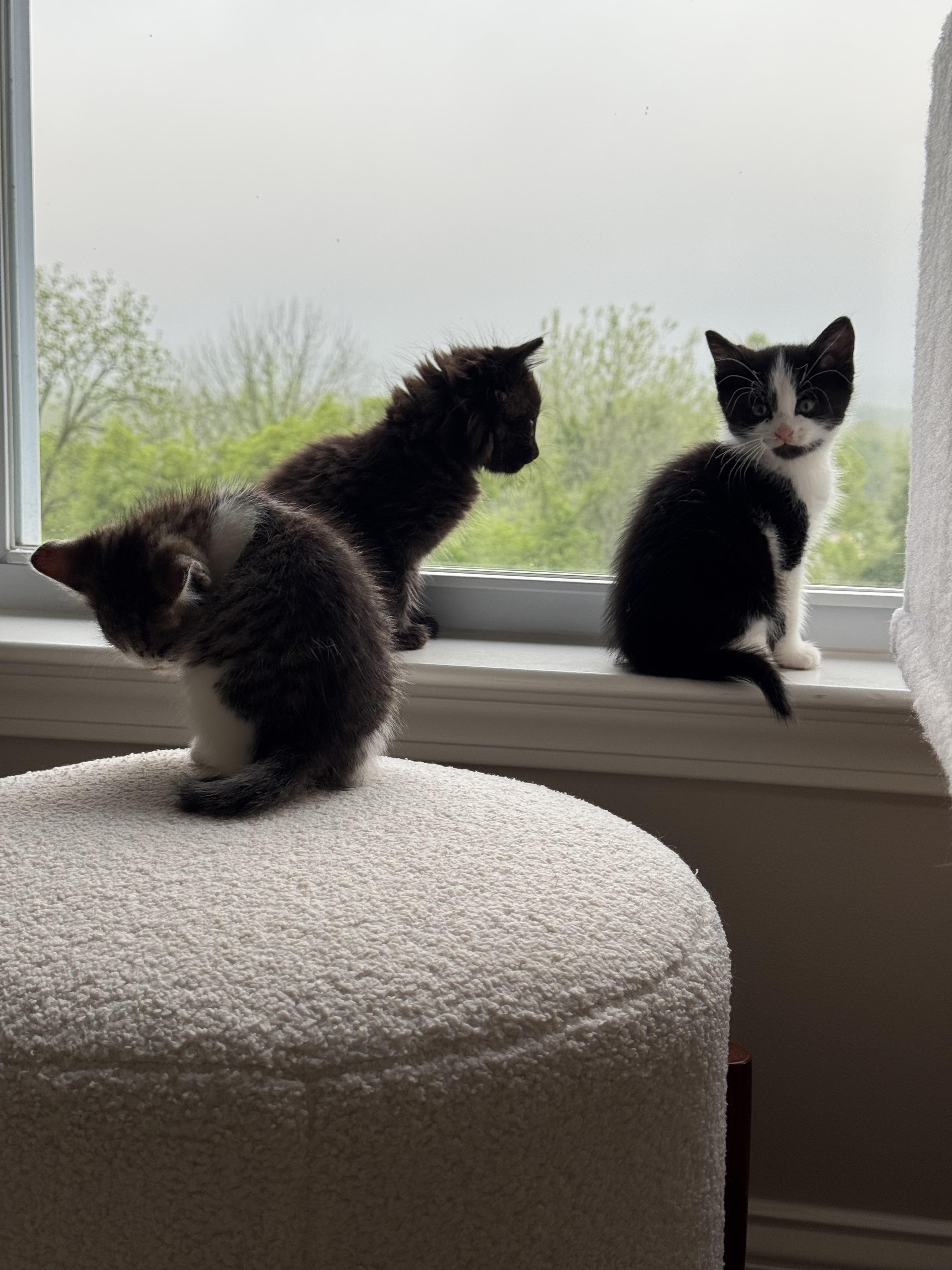 Cat for adoption - Robert, Markus and Jack, a Domestic Long Hair ...