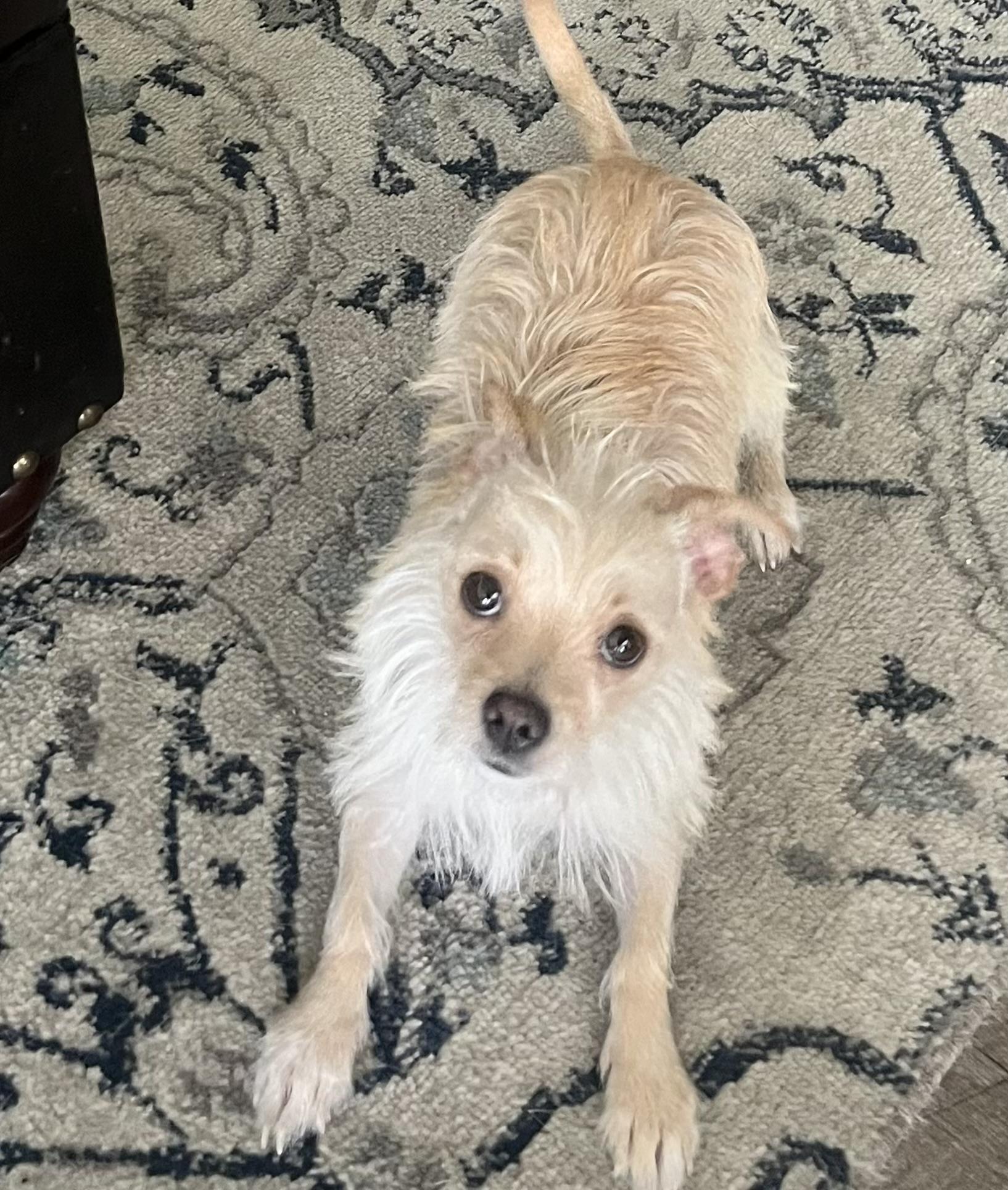 Dog for adoption - Riley, a Chihuahua & Yorkshire Terrier Mix in ...