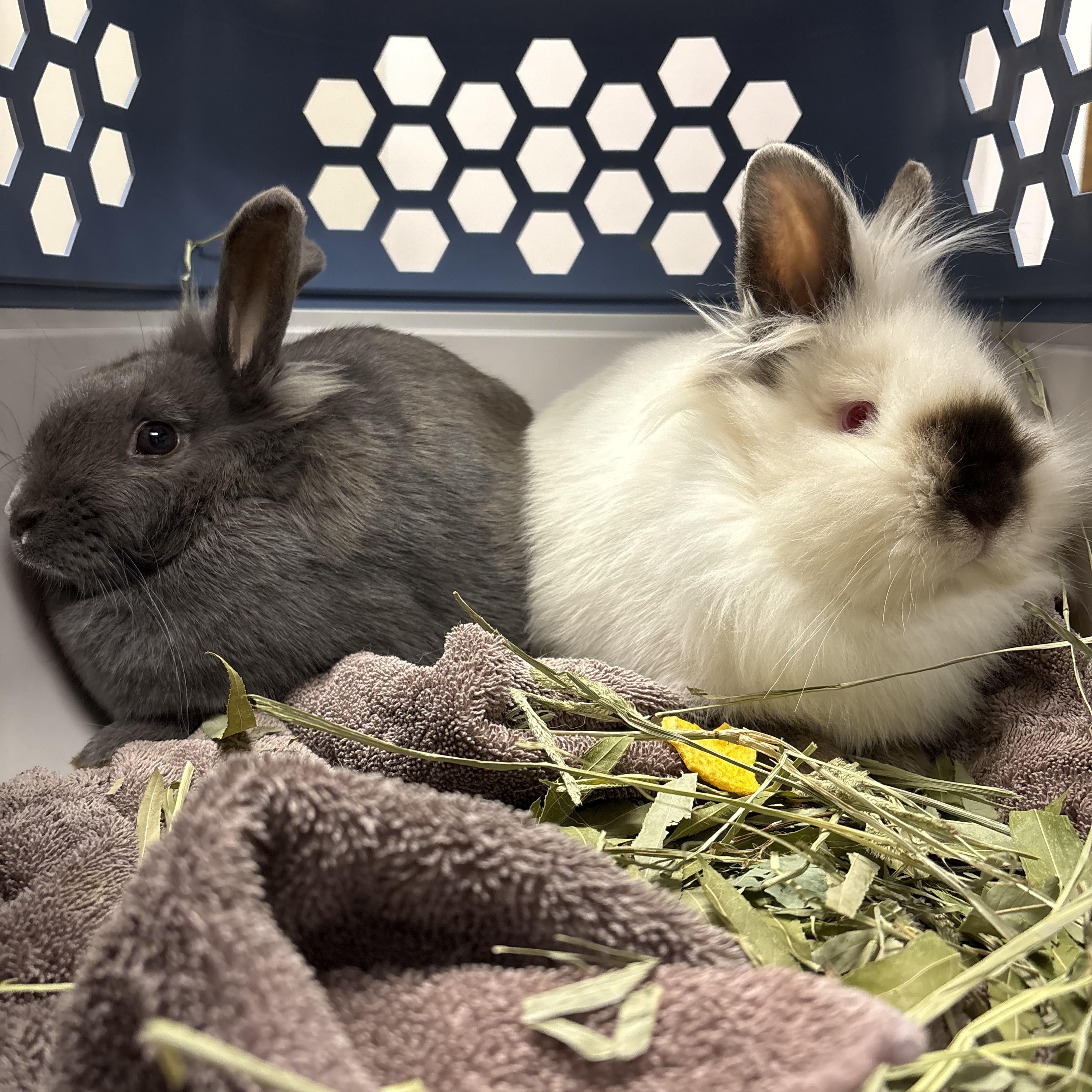 Rabbit for adoption - Friday & Wednesday (bonded sisters), a Lionhead ...