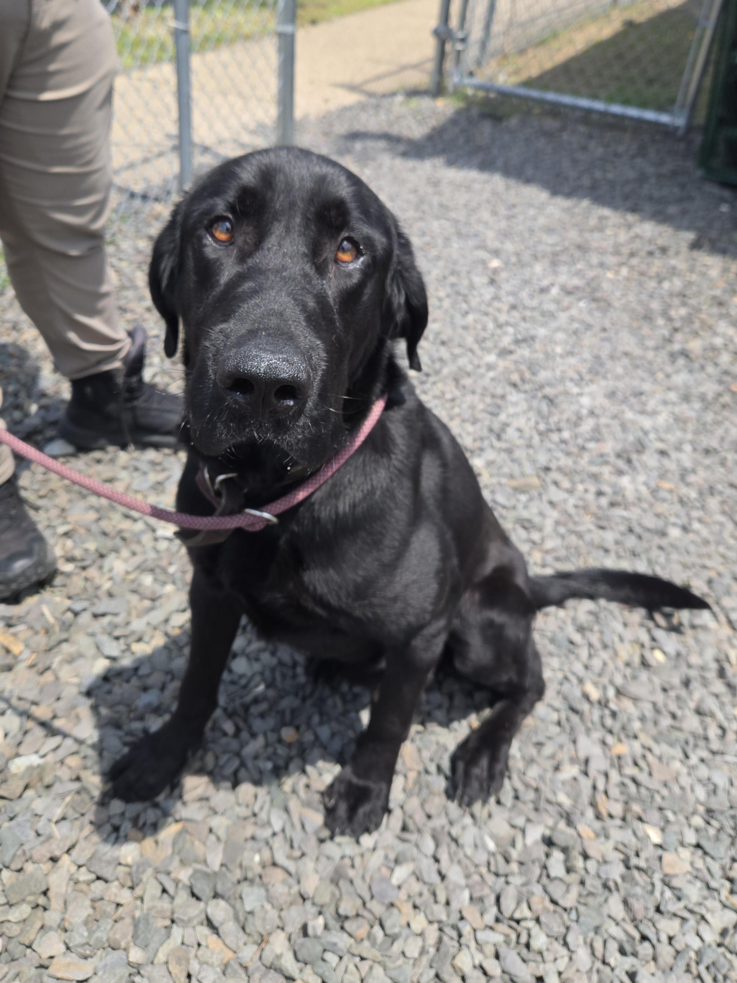 Dog for adoption - Tati, a Labrador Retriever in Trenton, NJ | Petfinder