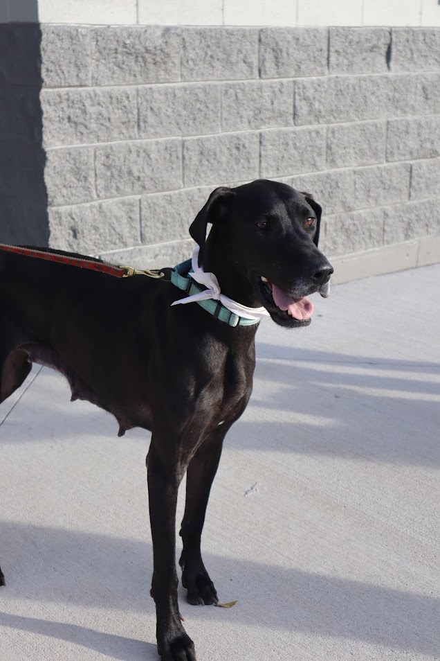 Dog for adoption - Holly Berry Christmas Tree, a Great Dane in North ...