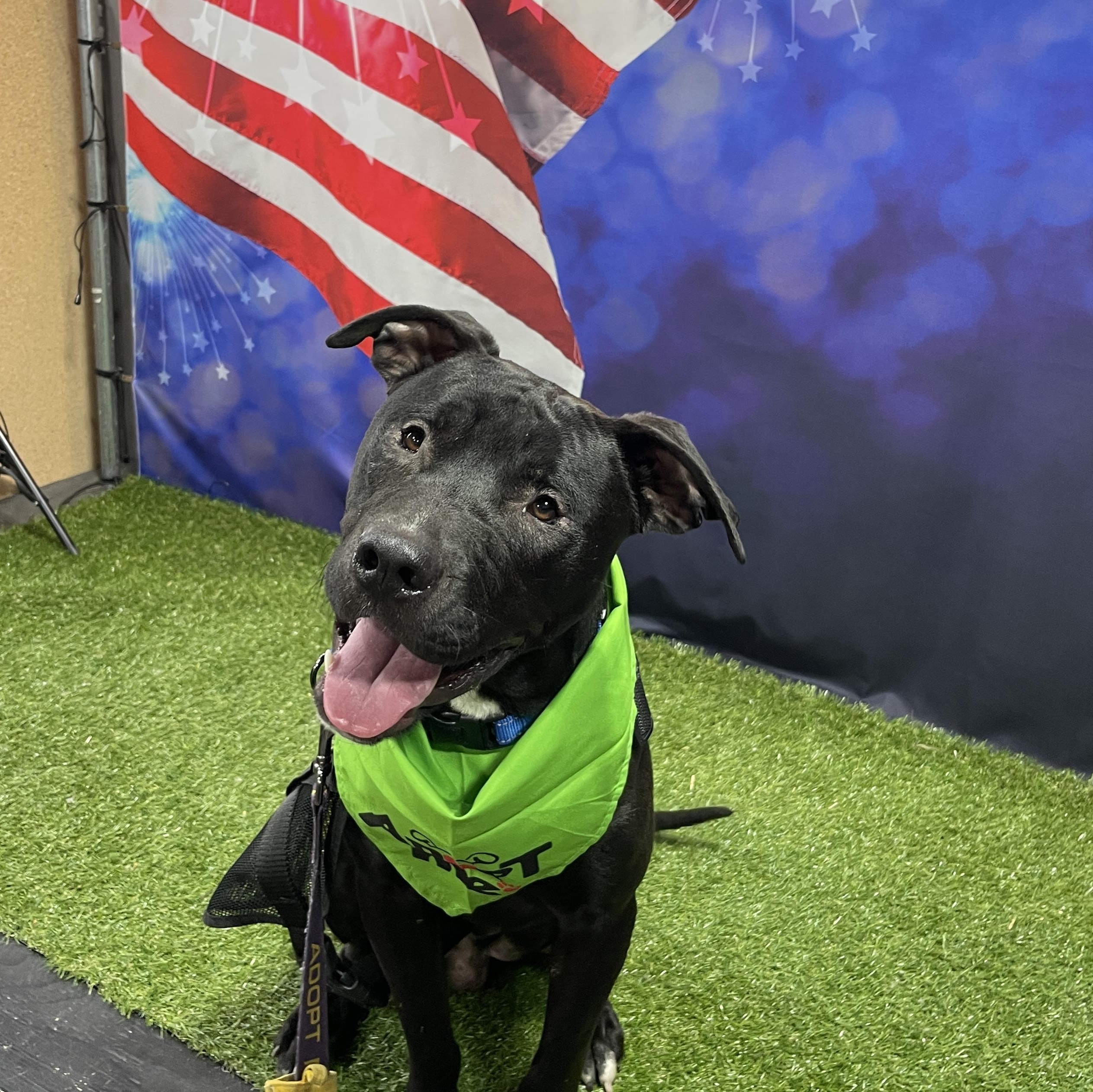 Dog for adoption - Courage BAC 9/24, a Black Labrador Retriever ...