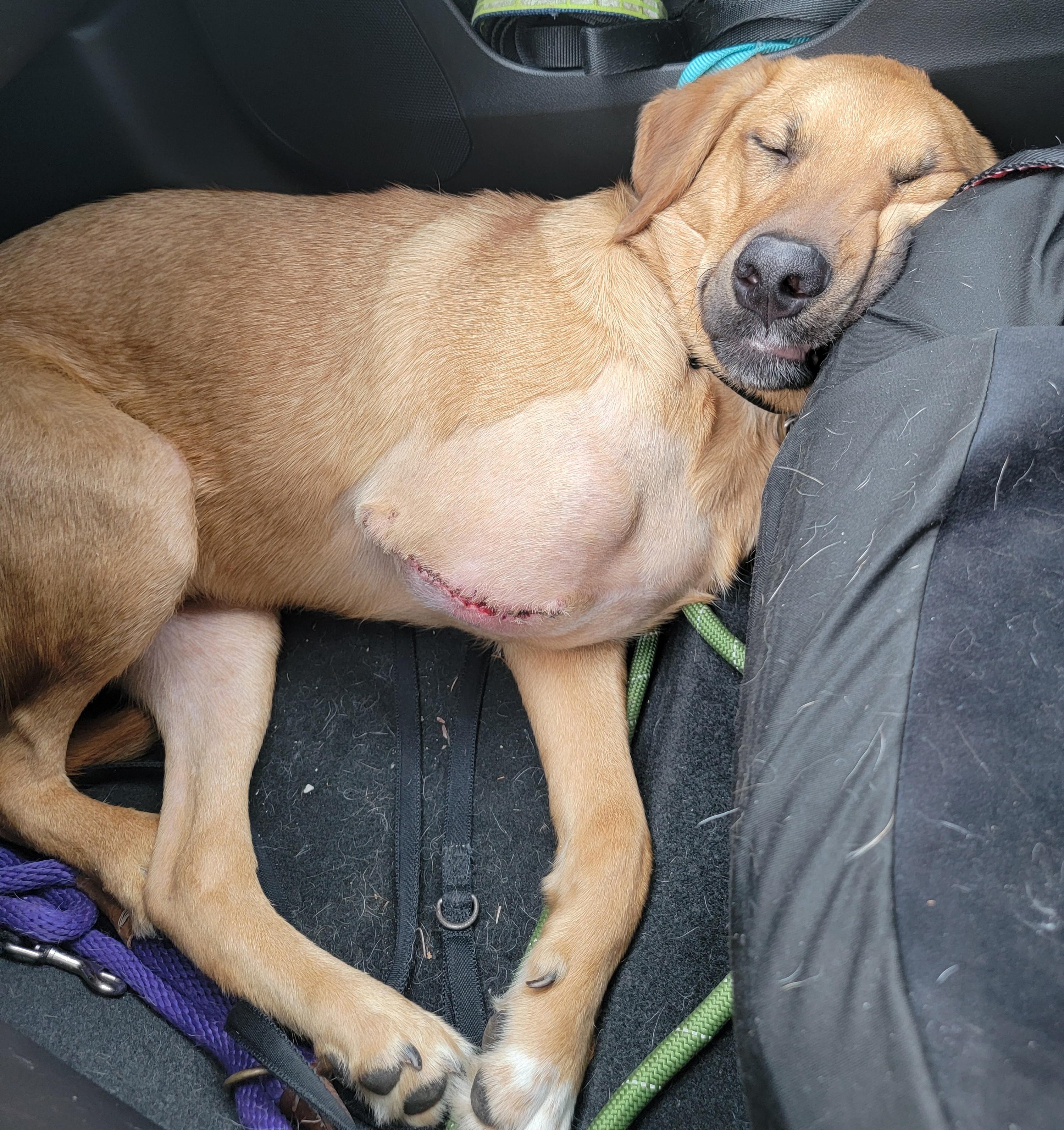 Dog for adoption - Webble Wobble, a Retriever Mix in Palatine, IL ...