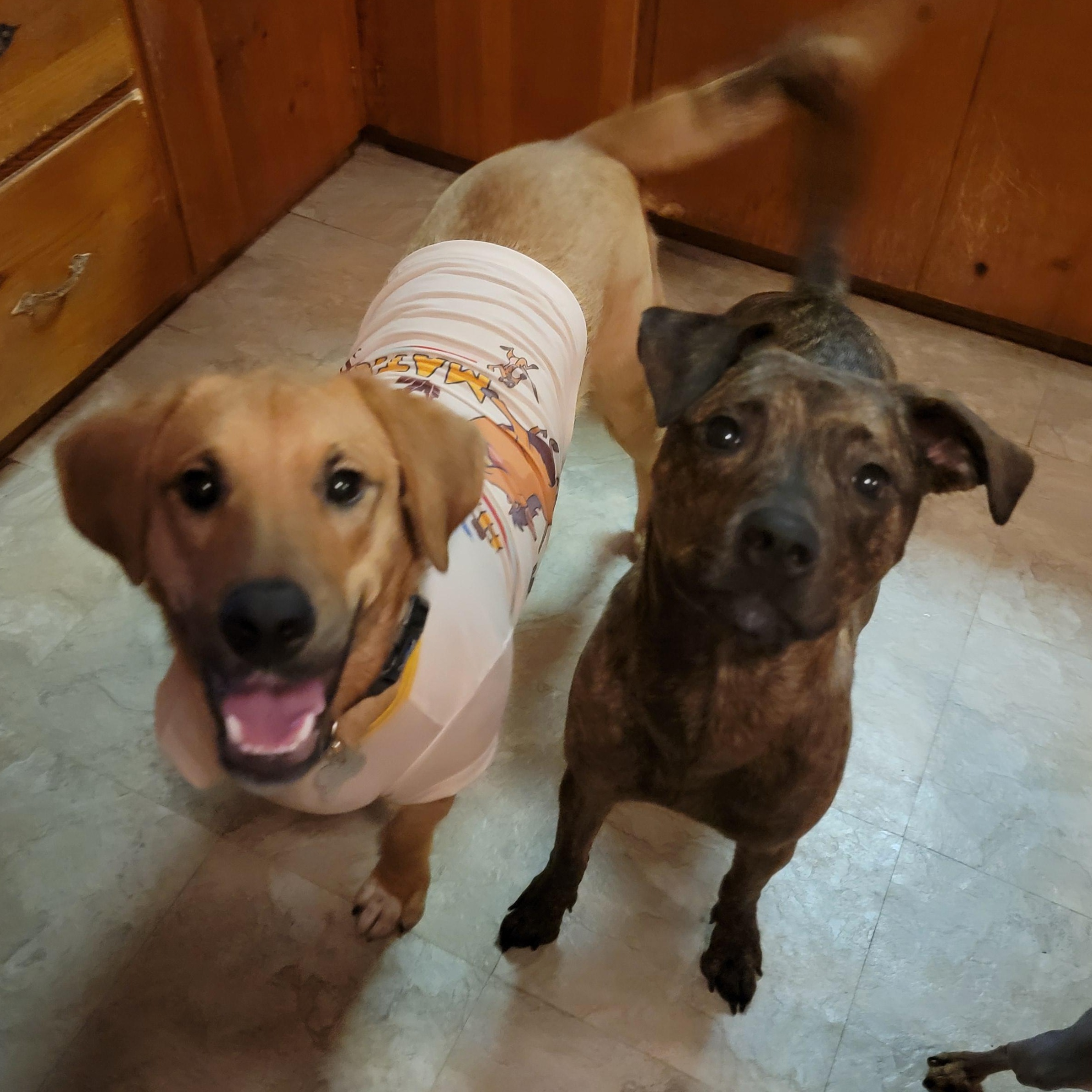 Dog for adoption - Webble Wobble, a Retriever Mix in Palatine, IL ...