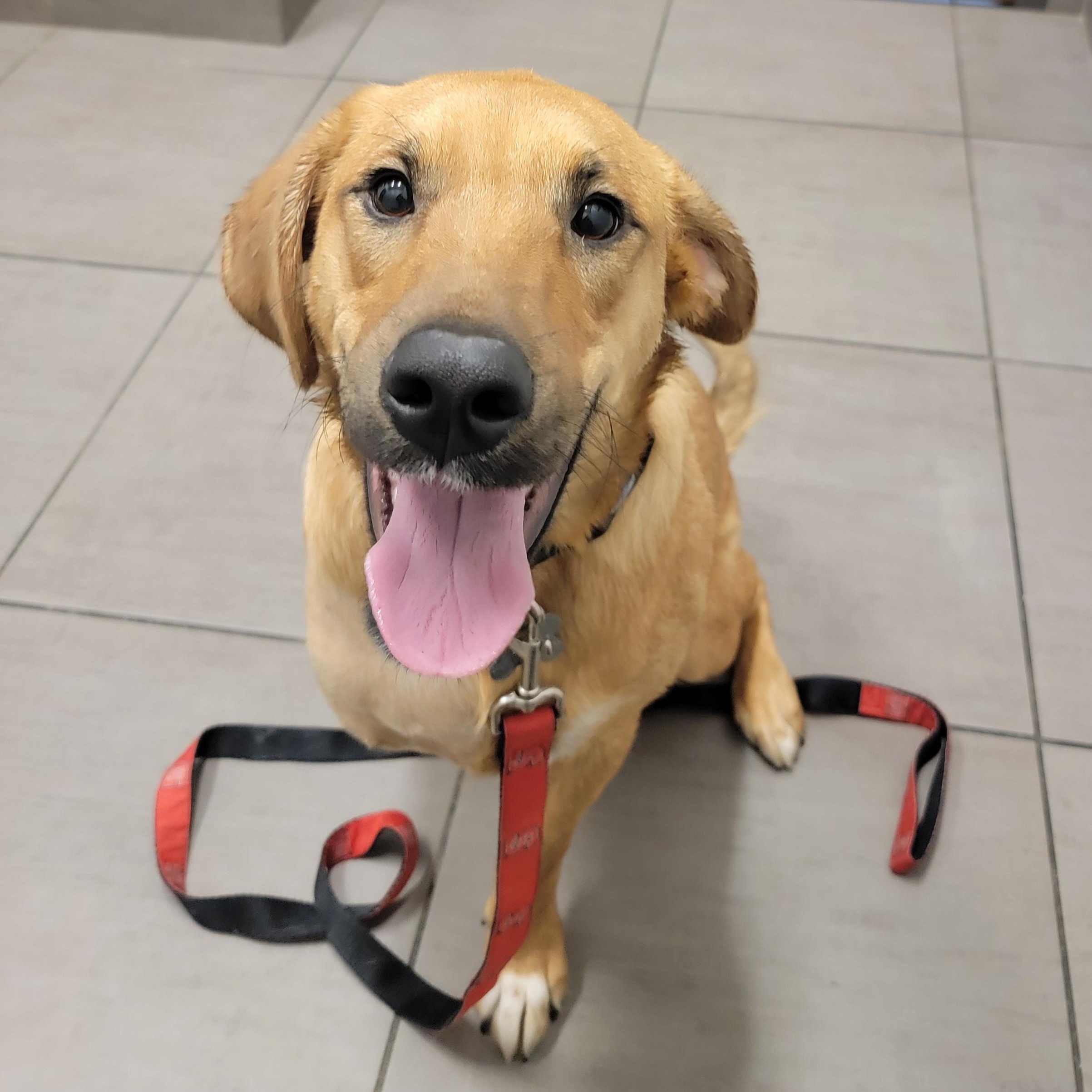 Dog for adoption - Webble Wobble, a Retriever Mix in Palatine, IL ...