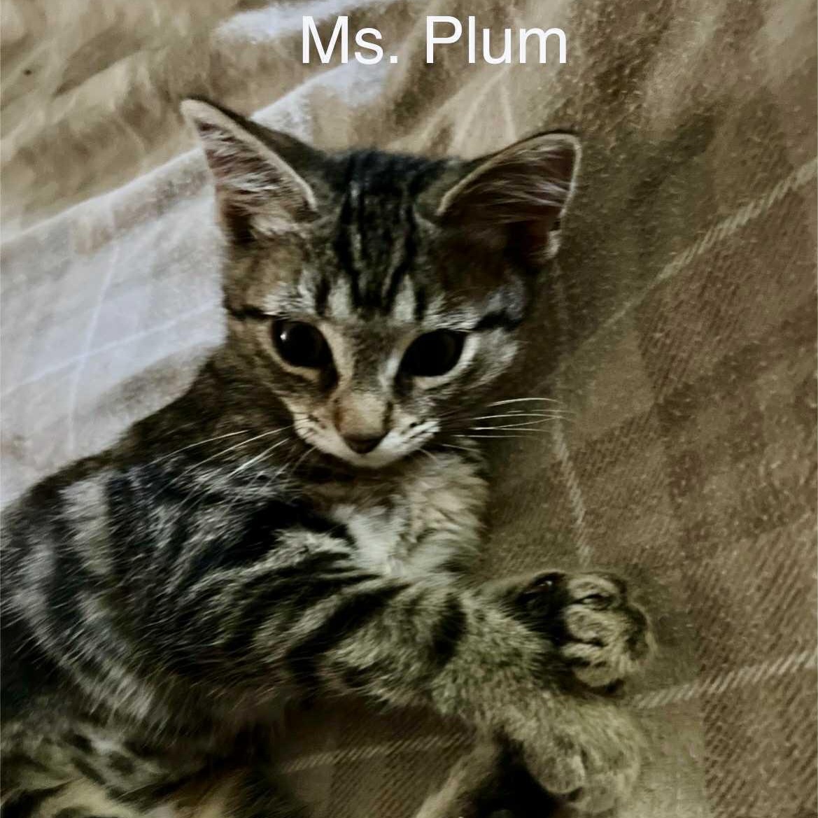 Cat for adoption - Ms. Plum, a Tabby in Livonia, MI | Petfinder