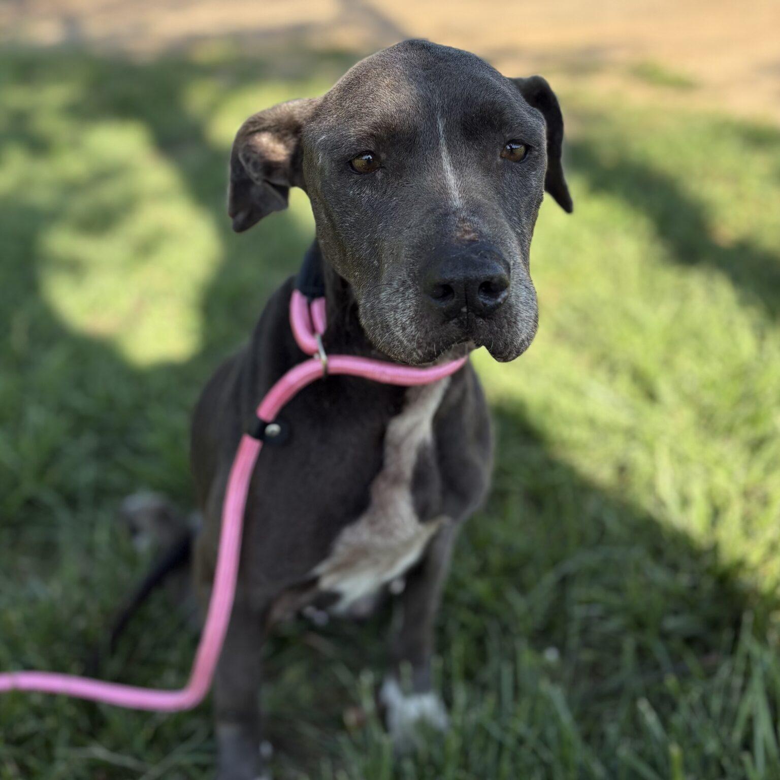 Dog for adoption - Ducky, a Pit Bull Terrier in Jamaica Plain, MA ...