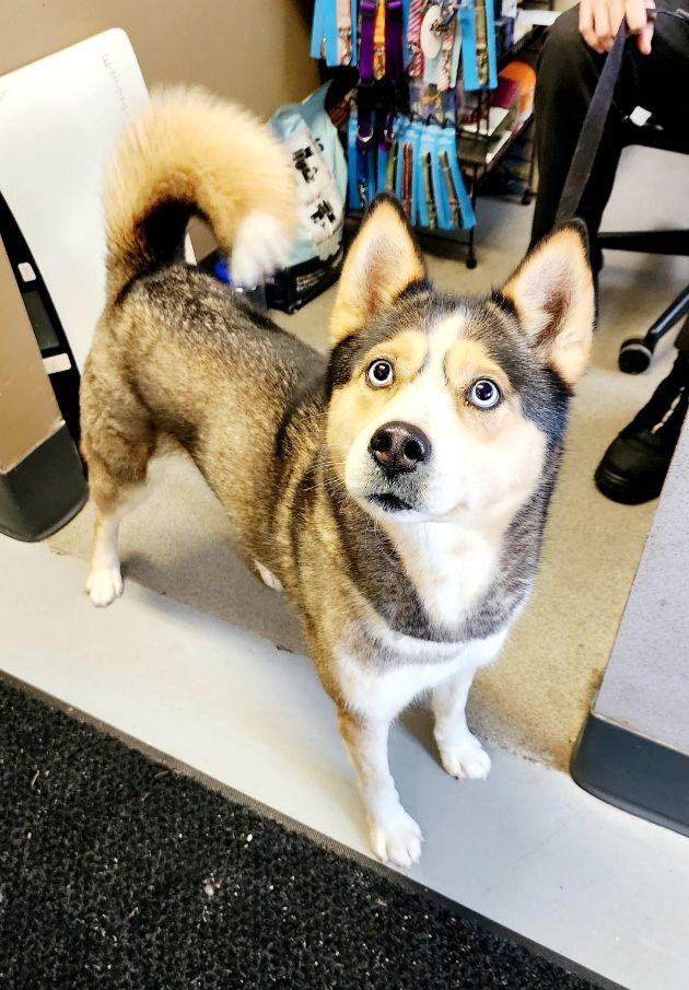 Dog for adoption - Sasha, a Husky in Perth Amboy, NJ | Petfinder