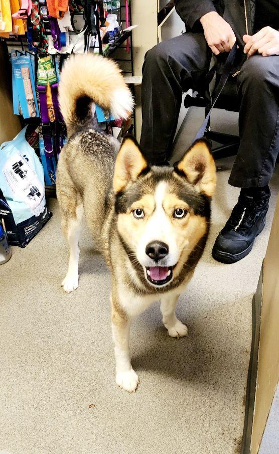 Dog for adoption - Sasha, a Husky in Perth Amboy, NJ | Petfinder