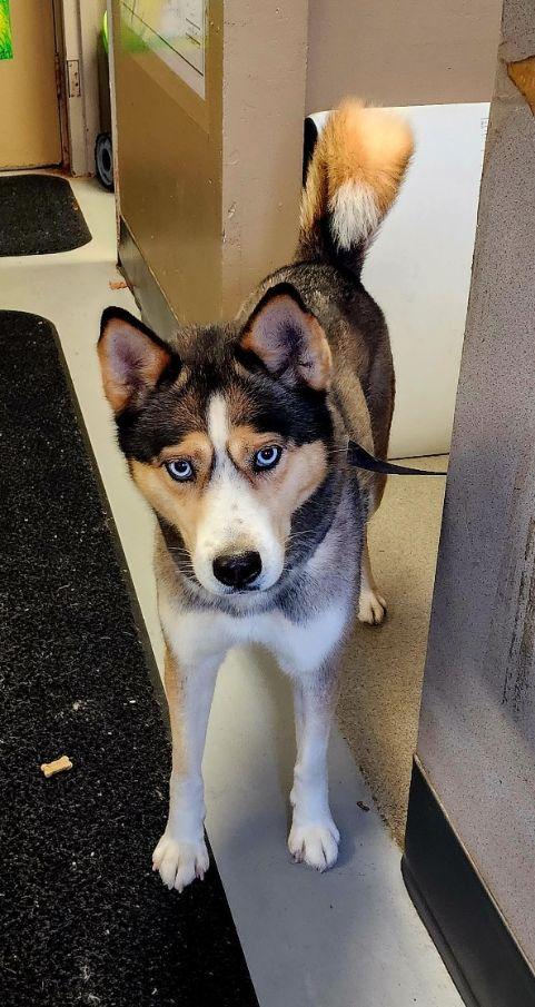 Dog for adoption - Sasha, a Husky in Perth Amboy, NJ | Petfinder