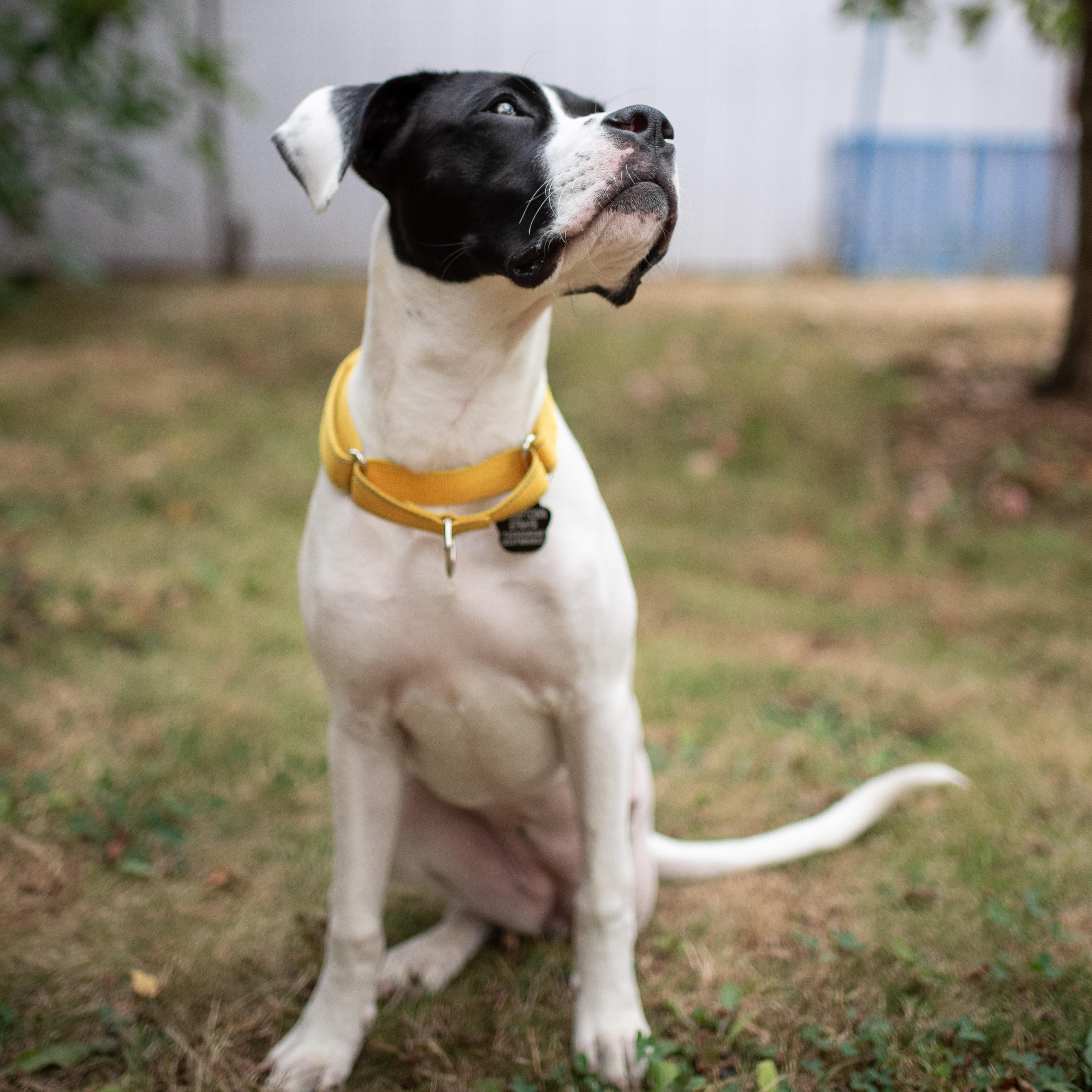 Dog for adoption - Leila, a Boxer Mix in Portland, OR | Petfinder
