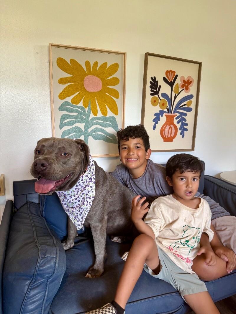 Dog for adoption - Wendy Smiley Miley Moo, a Pit Bull Terrier Mix in ...