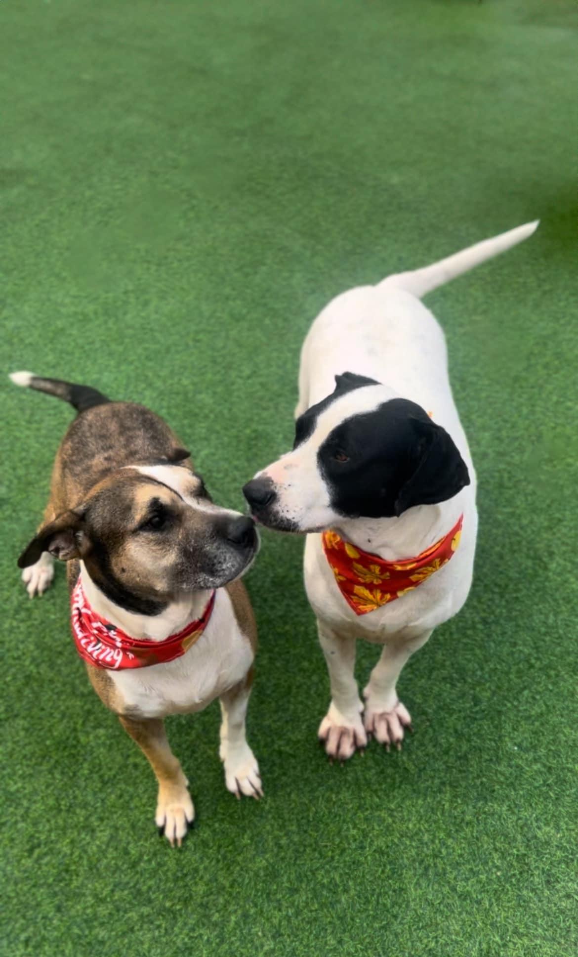 Dog for adoption - Homer & Softy (bonded pair), a Labrador Retriever & Hound Mix in Bensalem, PA ...