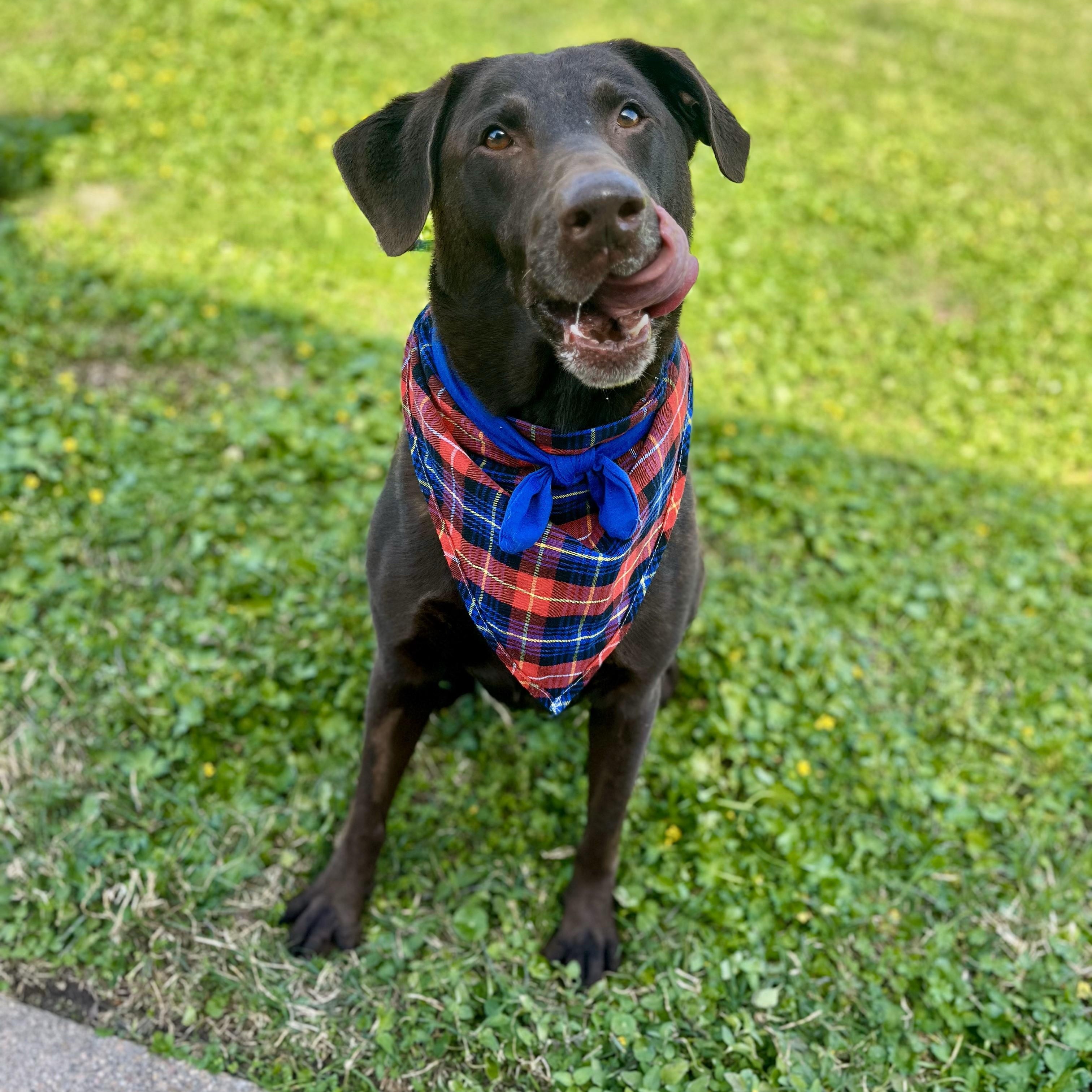 Dog for adoption - Hermosillo, a Chocolate Labrador Retriever in ...