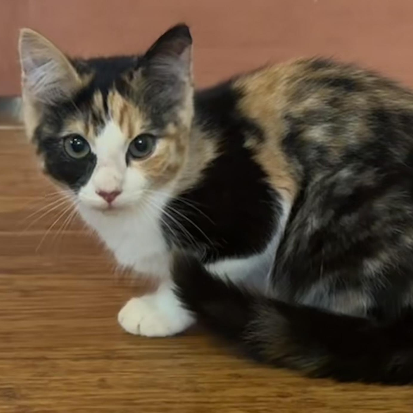 Cat for adoption - Callie, a Calico & Tortoiseshell Mix in East ...
