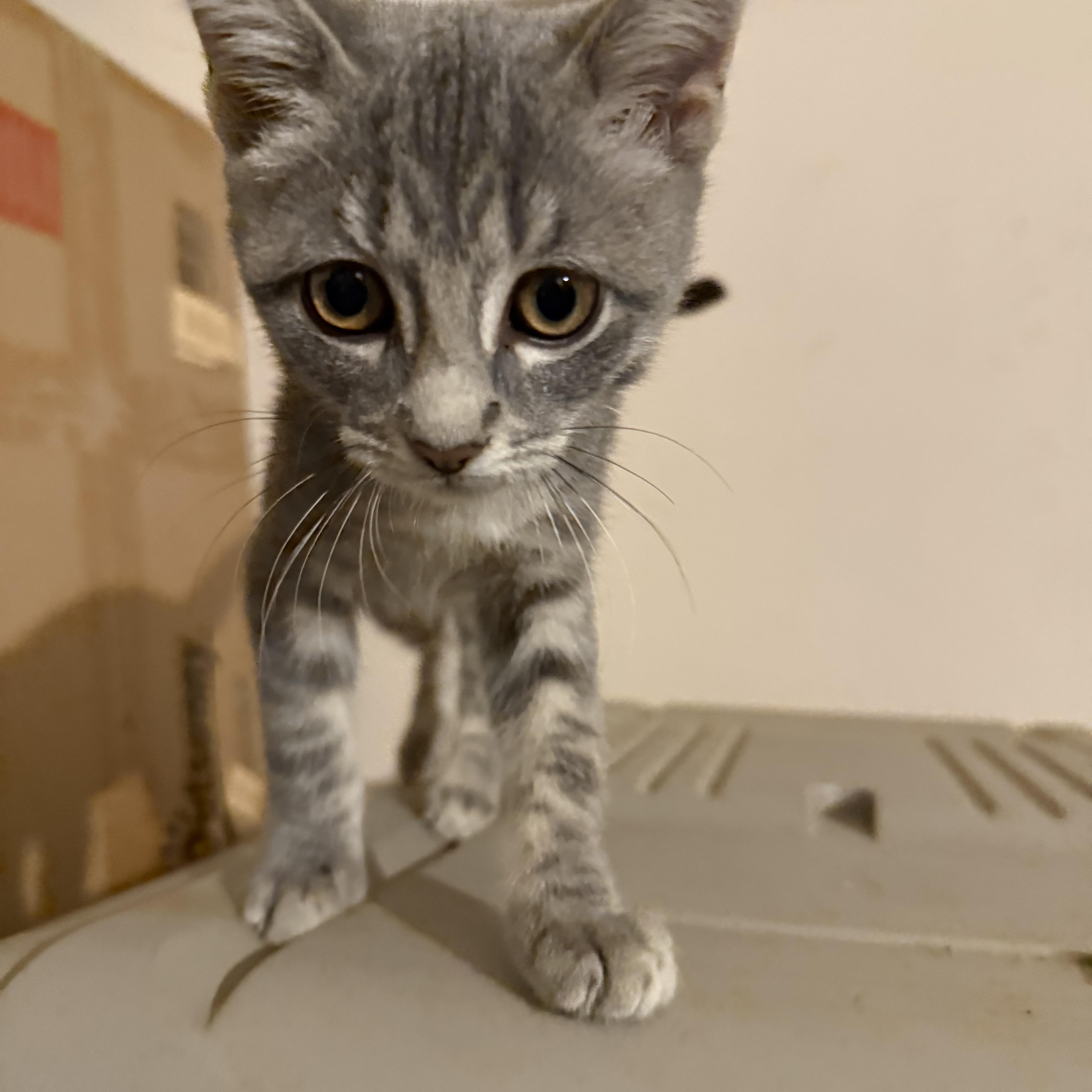 Cat for adoption - Cinderella, an American Shorthair in Atglen, PA ...