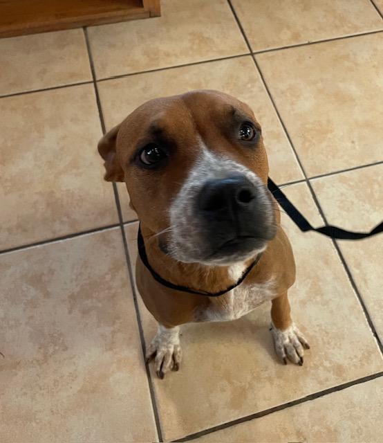 Dog for adoption - Daisy (Abused sweetheart on the road to recovering ...