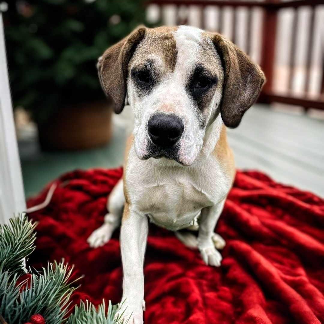 Our Current Adoptables – Rescue One