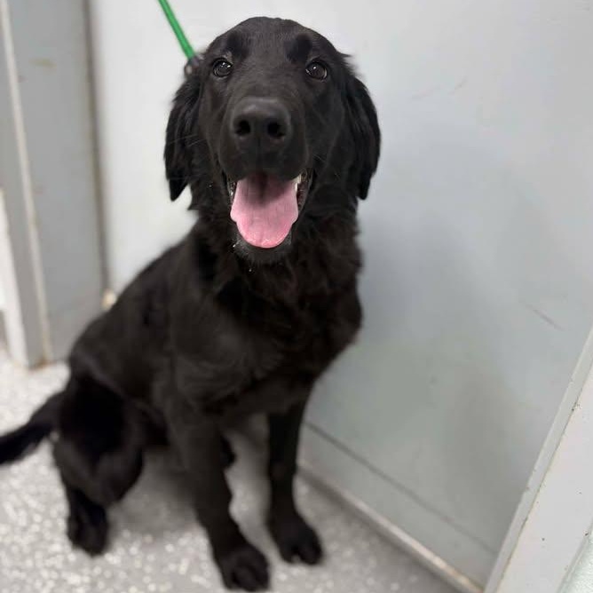 Calliope - Adoptable Pet | Petfinder | Petfinder