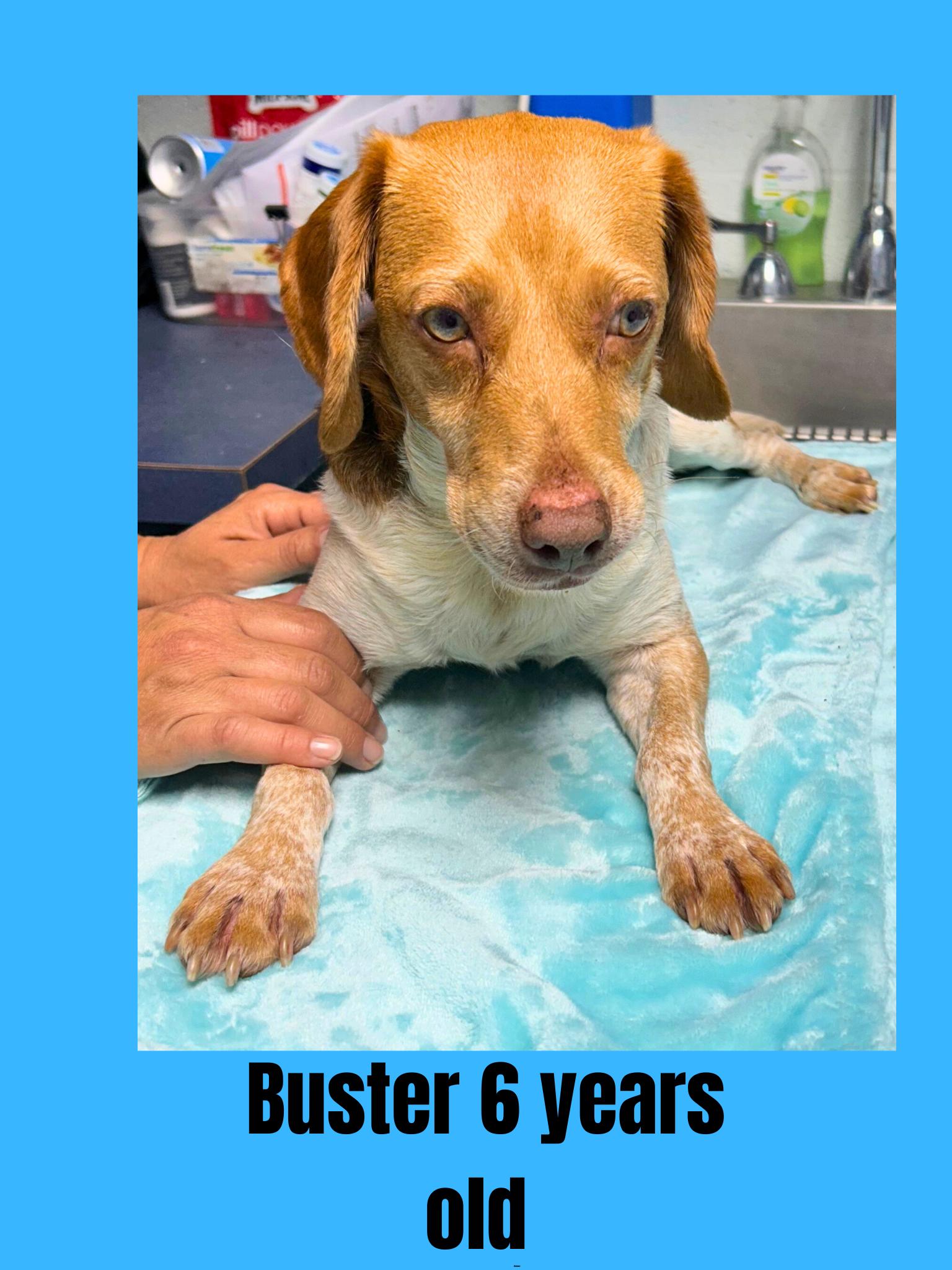 Available Pets - Portage Animal Protective League