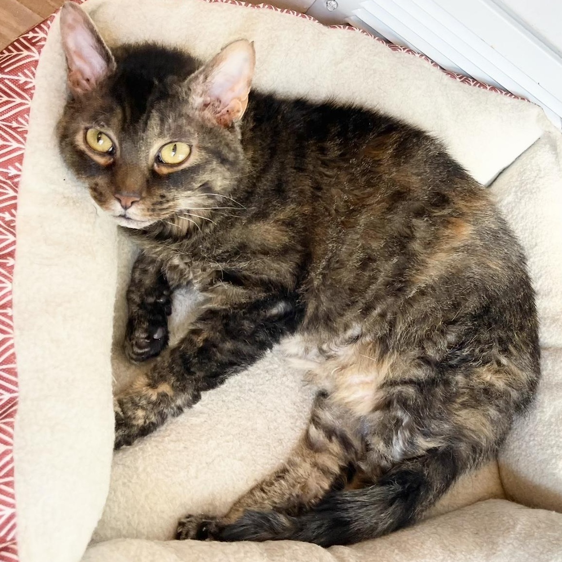 Cat for adoption - Harlow, a Devon Rex & Tabby Mix in New York, NY ...
