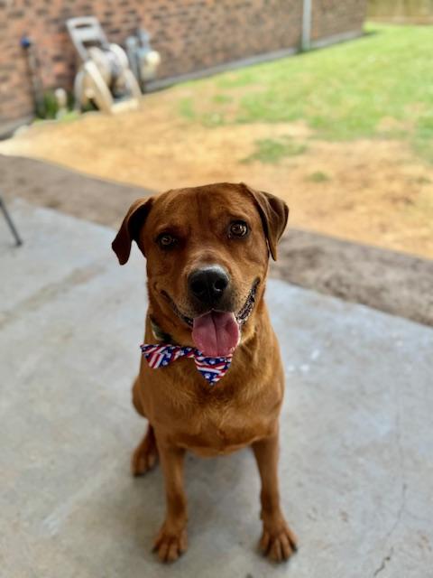 Dog for adoption - Milo, a Labrador Retriever Mix in St. Louis, MO ...