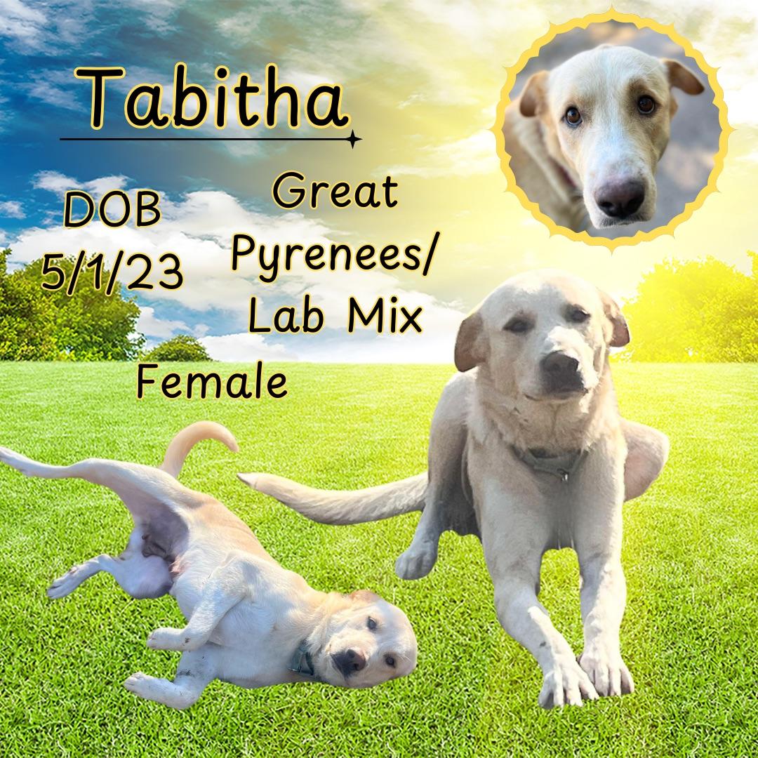 Dog for adoption - Tabitha, a Great Pyrenees & Labrador Retriever Mix in Hudson, OH | Petfinder