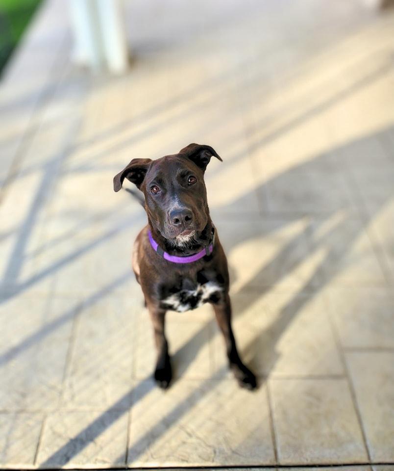 Dog for adoption - Kate, a Labrador Retriever Mix in Temecula, CA ...