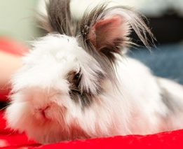 Rabbit for adoption - Manny, a Lionhead & Dwarf Mix in Chertsey, QC ...