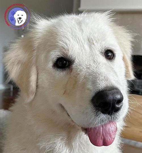 Dog for adoption - Tortellini, a Great Pyrenees in Portland, OR | Petfinder