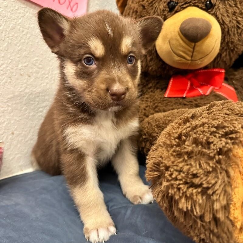 Dog for adoption - Charlotte Bronte Literature, a German Shepherd Dog ...