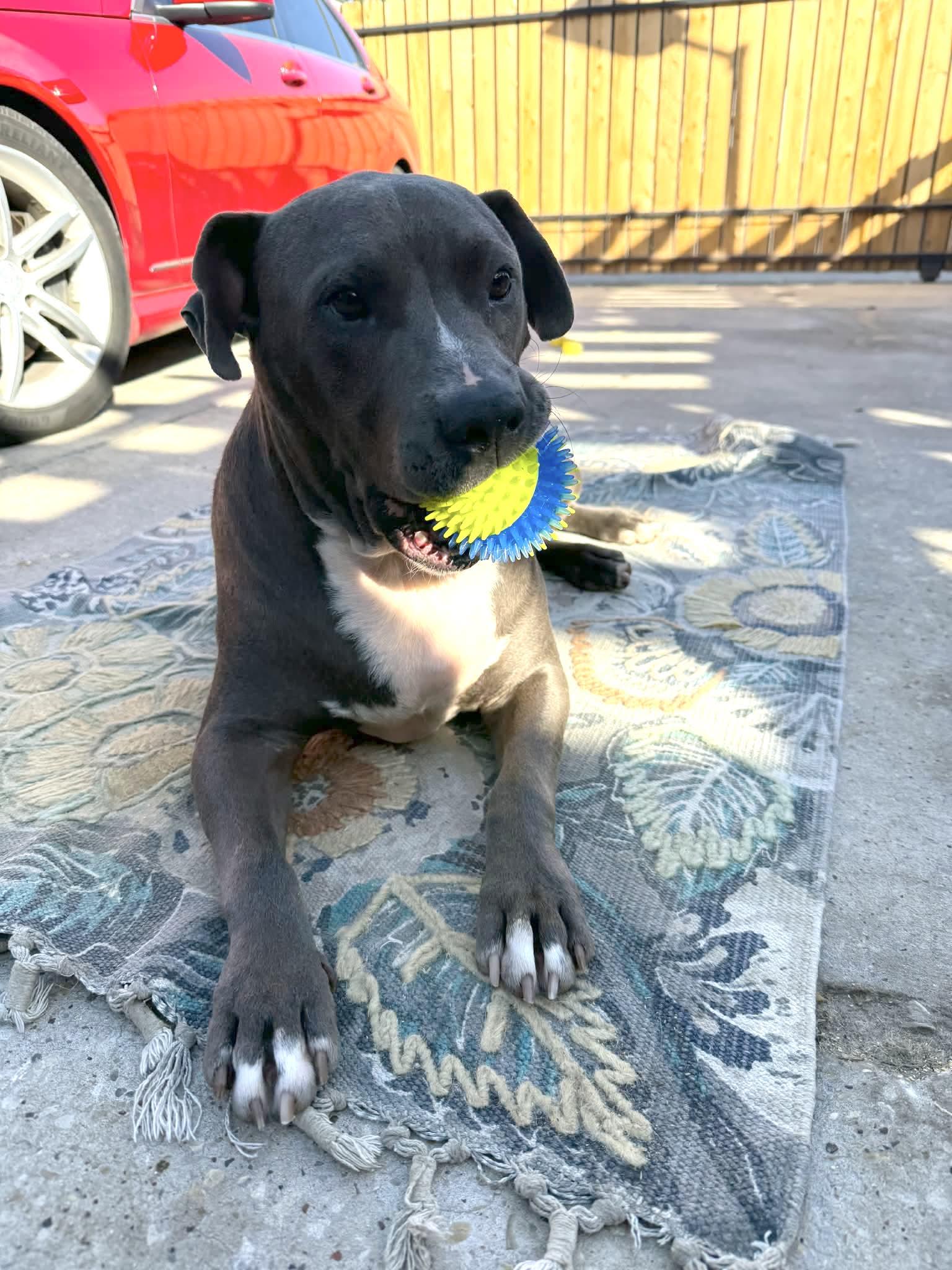 Dog for adoption - Angelo : Big heart. Bigger smile, an American ...