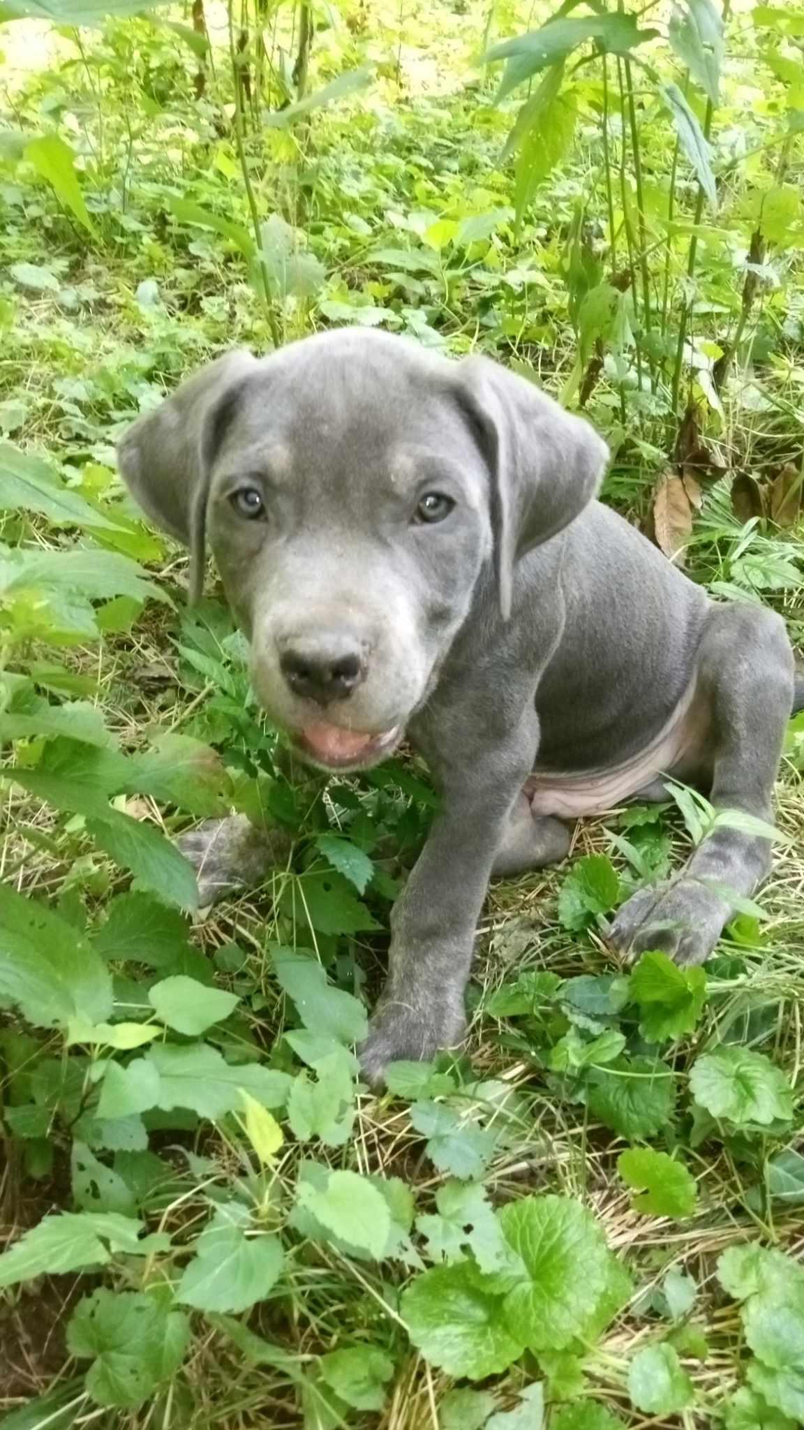 Dog for adoption - Adonis, a Cane Corso in Lexington, MO | Petfinder
